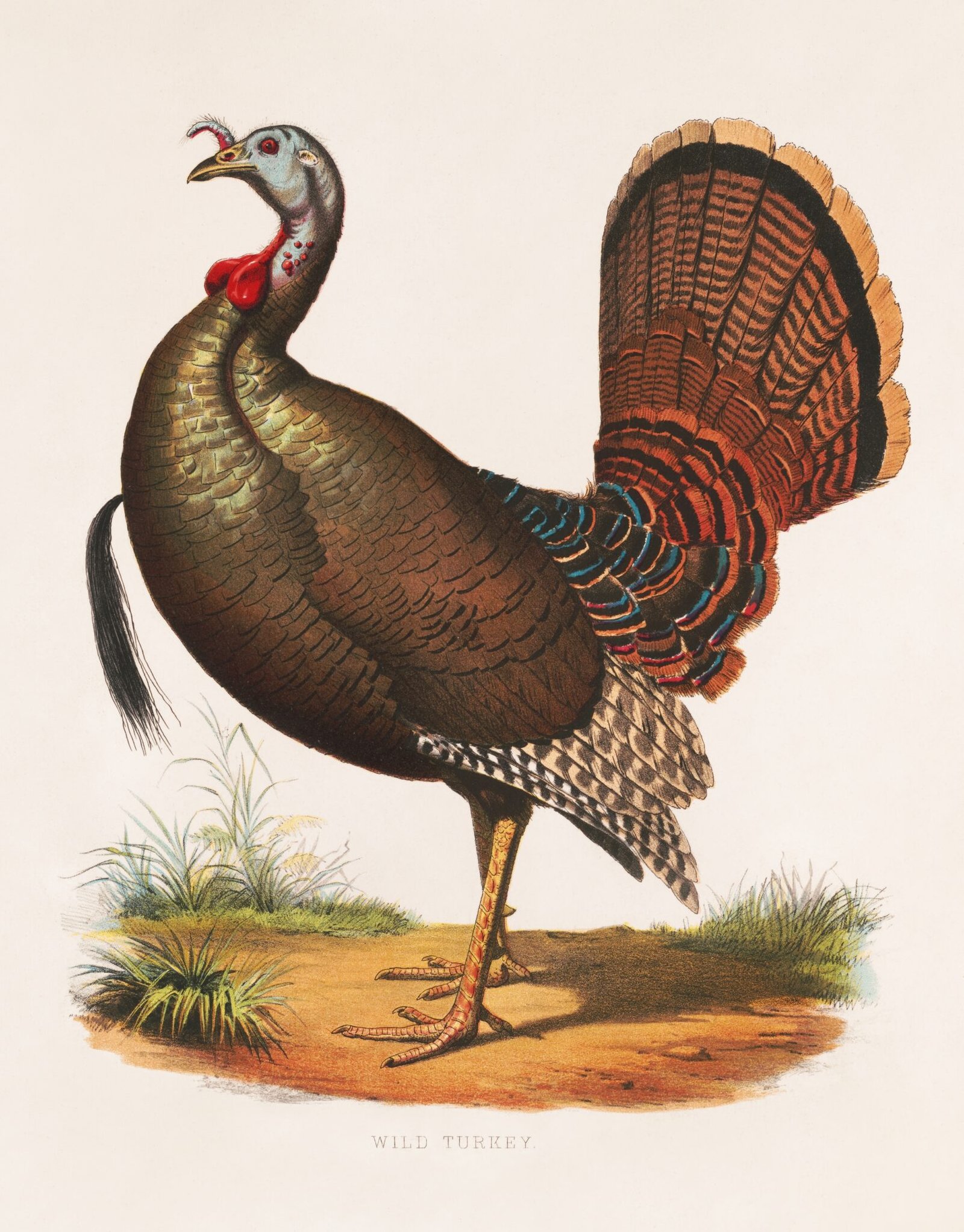 Free Printables: Vintage Turkey Art